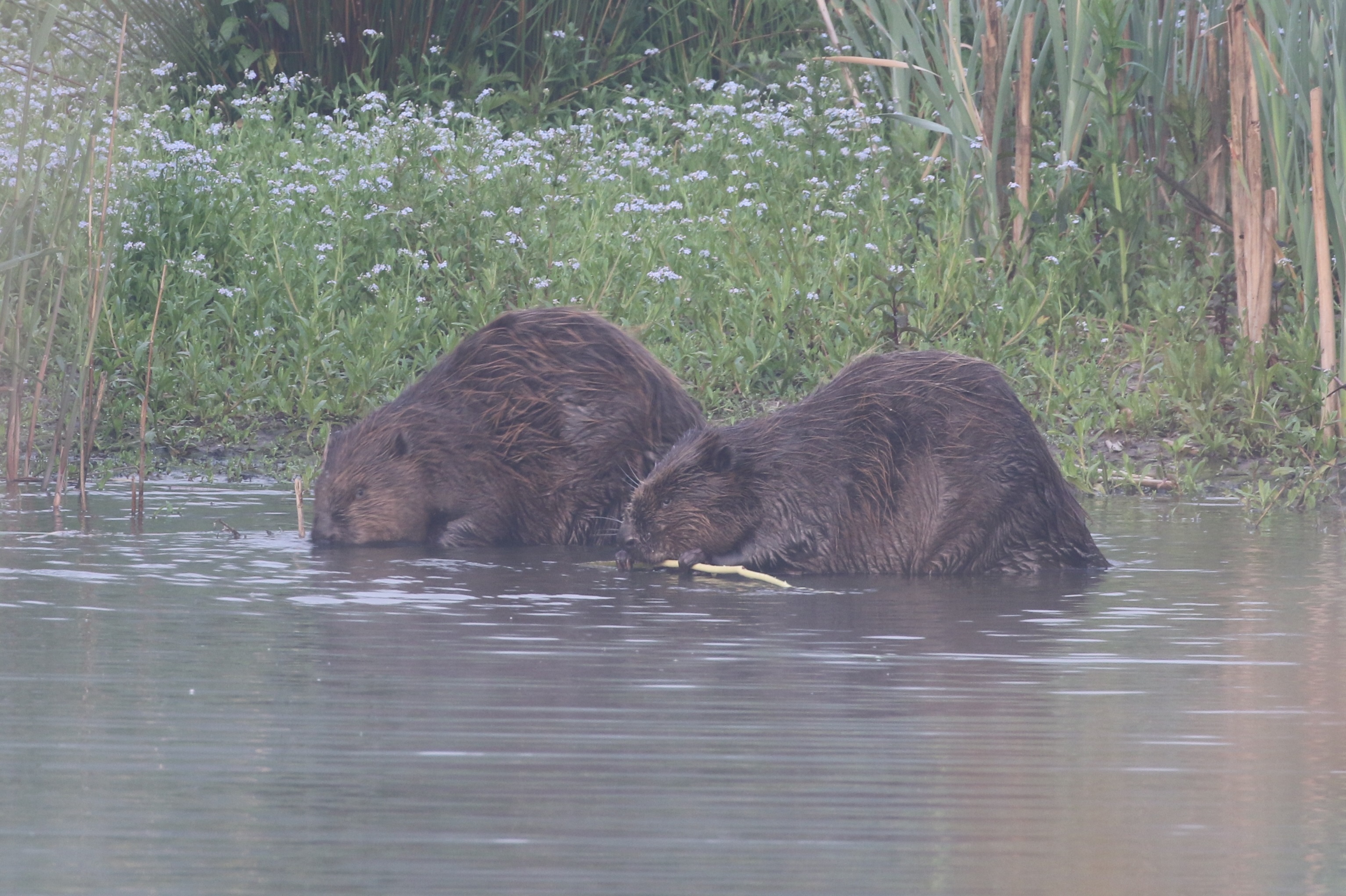 Bever - Dagje in de natuur