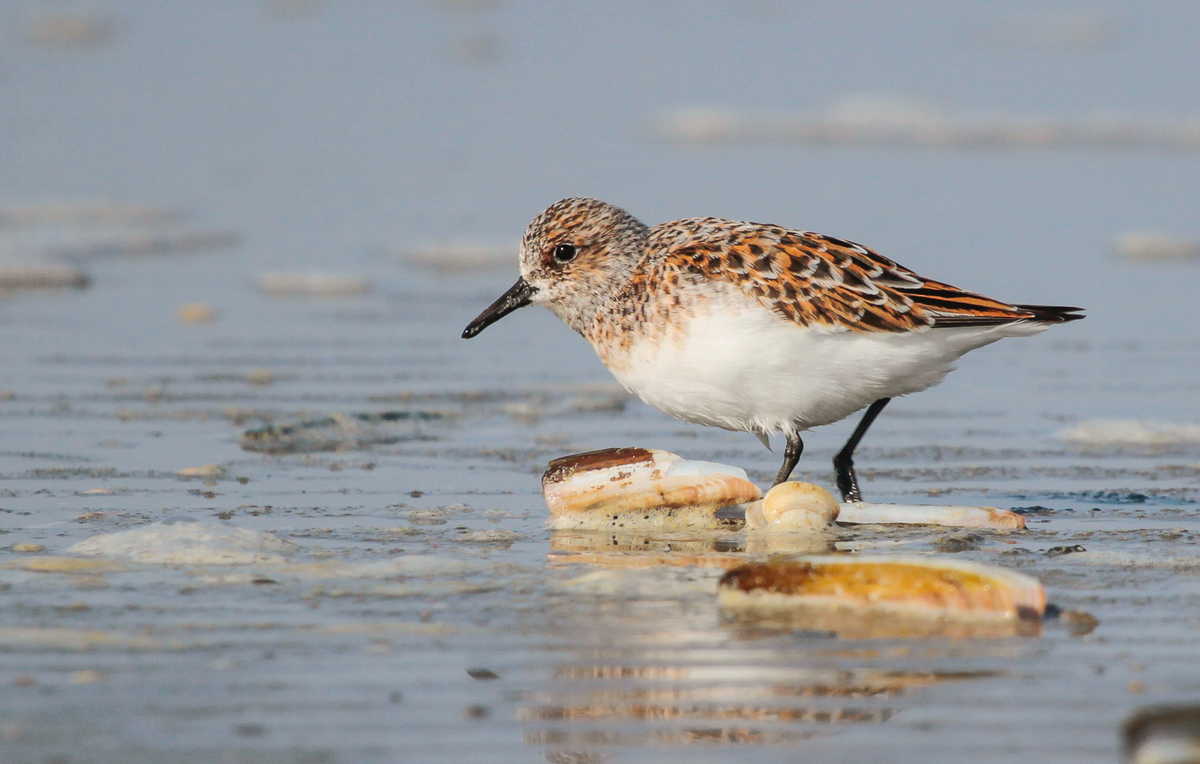 De Drieteenstrandloper, een echte wereldreiziger - Dagje in de natuur