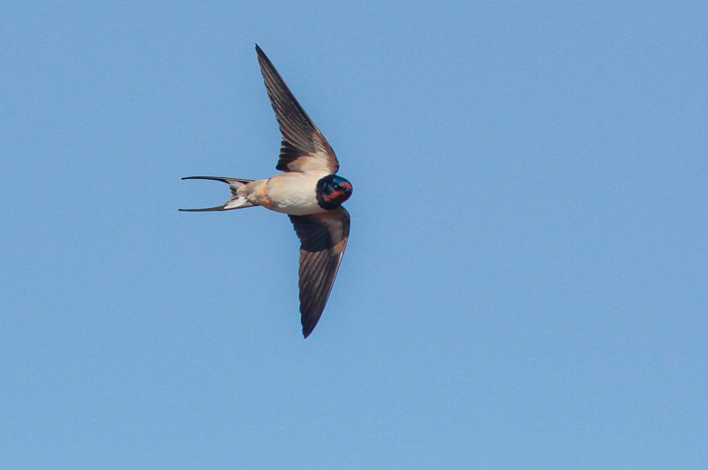 De Boerenzwaluw is terug, het is lente! - Dagje in de natuur