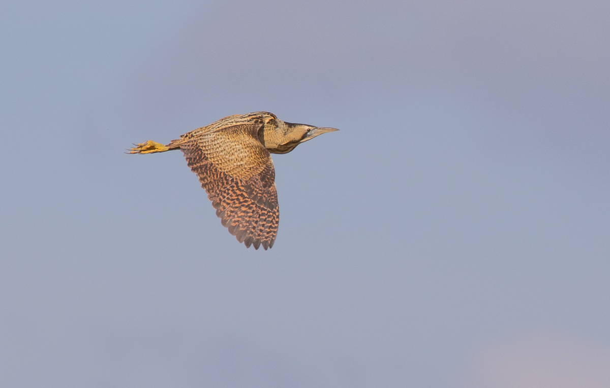 Waar kun je een Roerdomp zien? - Dagje in de natuur