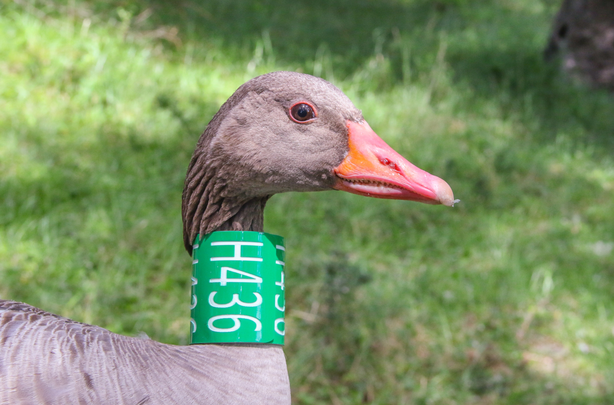 Onderzoek Grauwe Gans - Dagje in de natuur