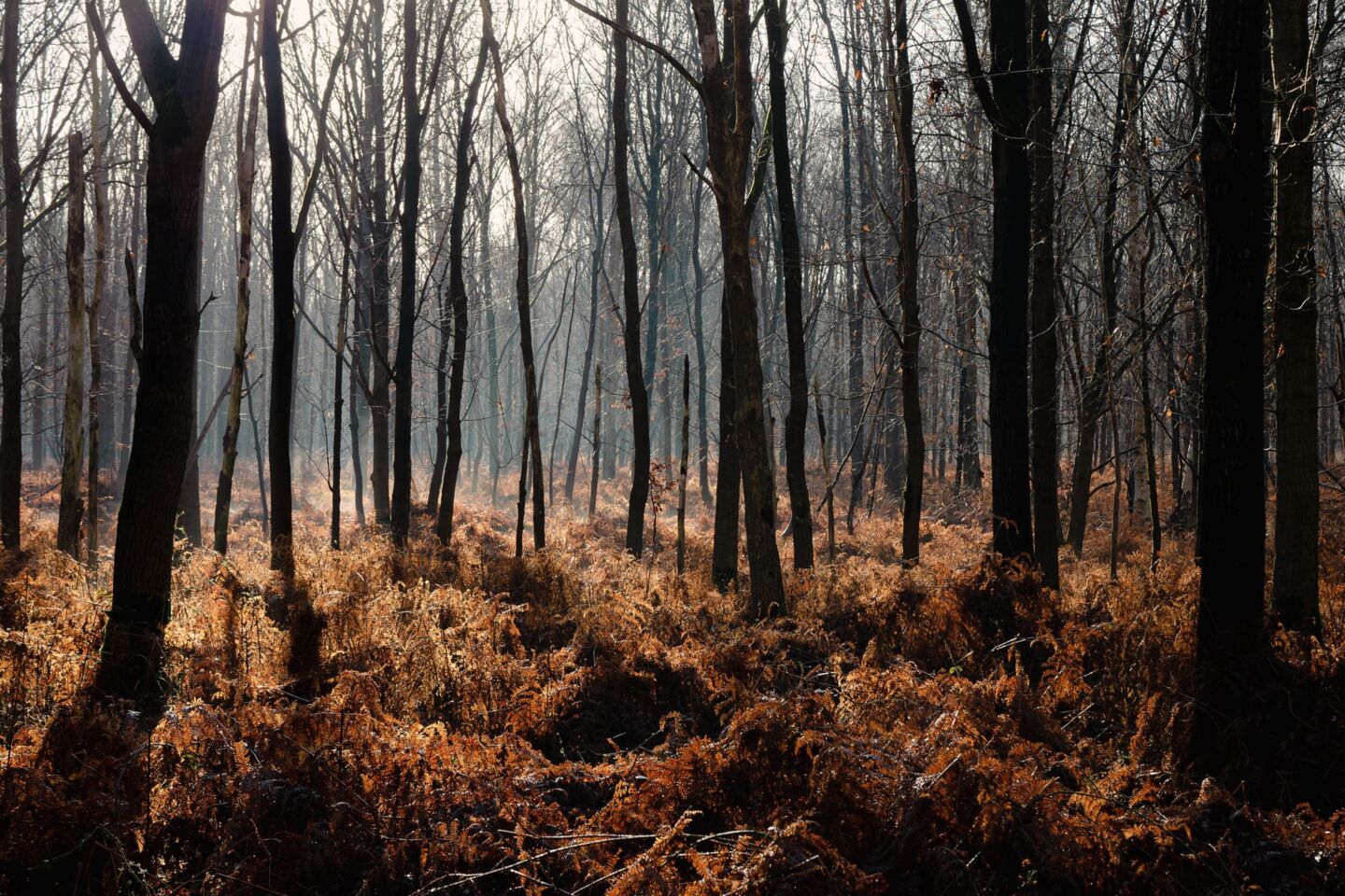 Herfstfotografie in de Pannenhoef - 16 oktober 2022 - Dagje in de natuur
