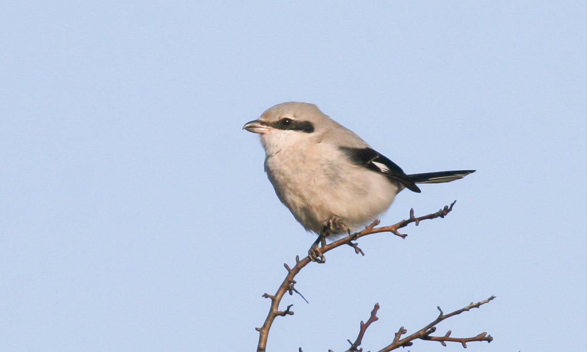 Waar kun je een Klapekster zien? - Dagje in de natuur