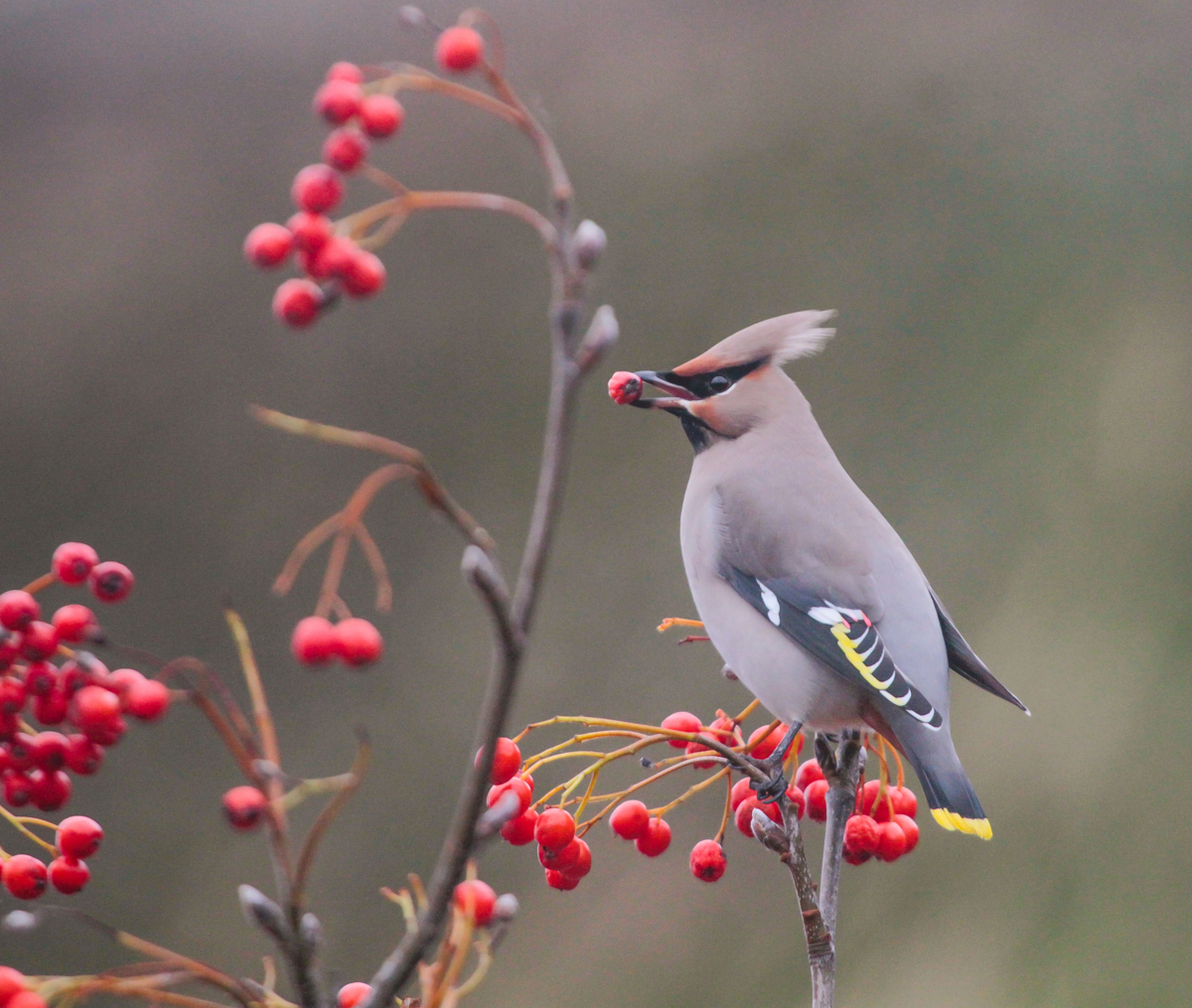 Waar kun je een Pestvogel vinden? - Dagje in de natuur