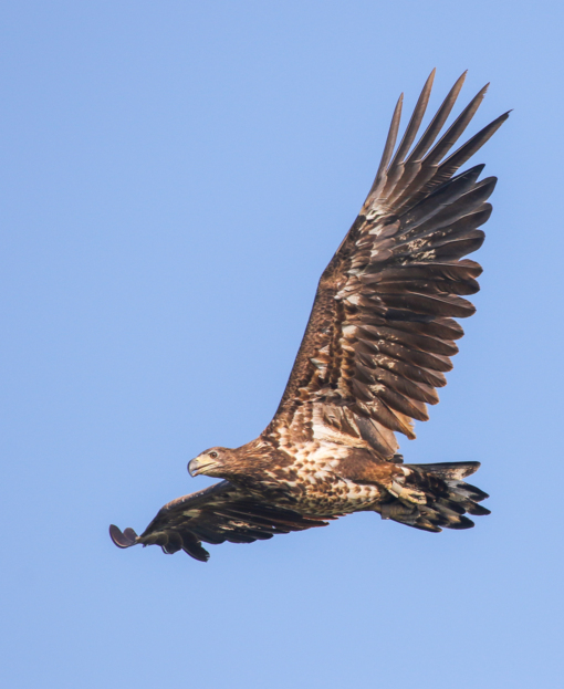 Roofvogels - Dagje in de natuur