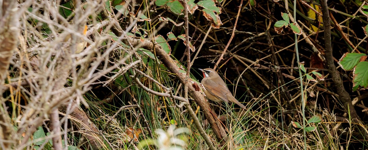 Vogelreis Helgoland 2024 - Dagje in de natuur